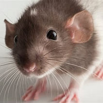 Incredibox_ The ReImagined Project_ Sepbox V4 Aftermath by ...