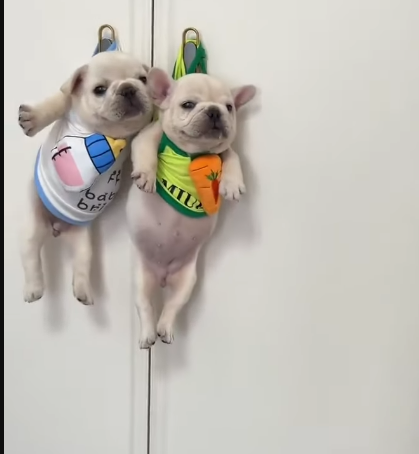 Incredibox ONESHOT - Pibble Mayhem by @slapbread /Scratch project ...